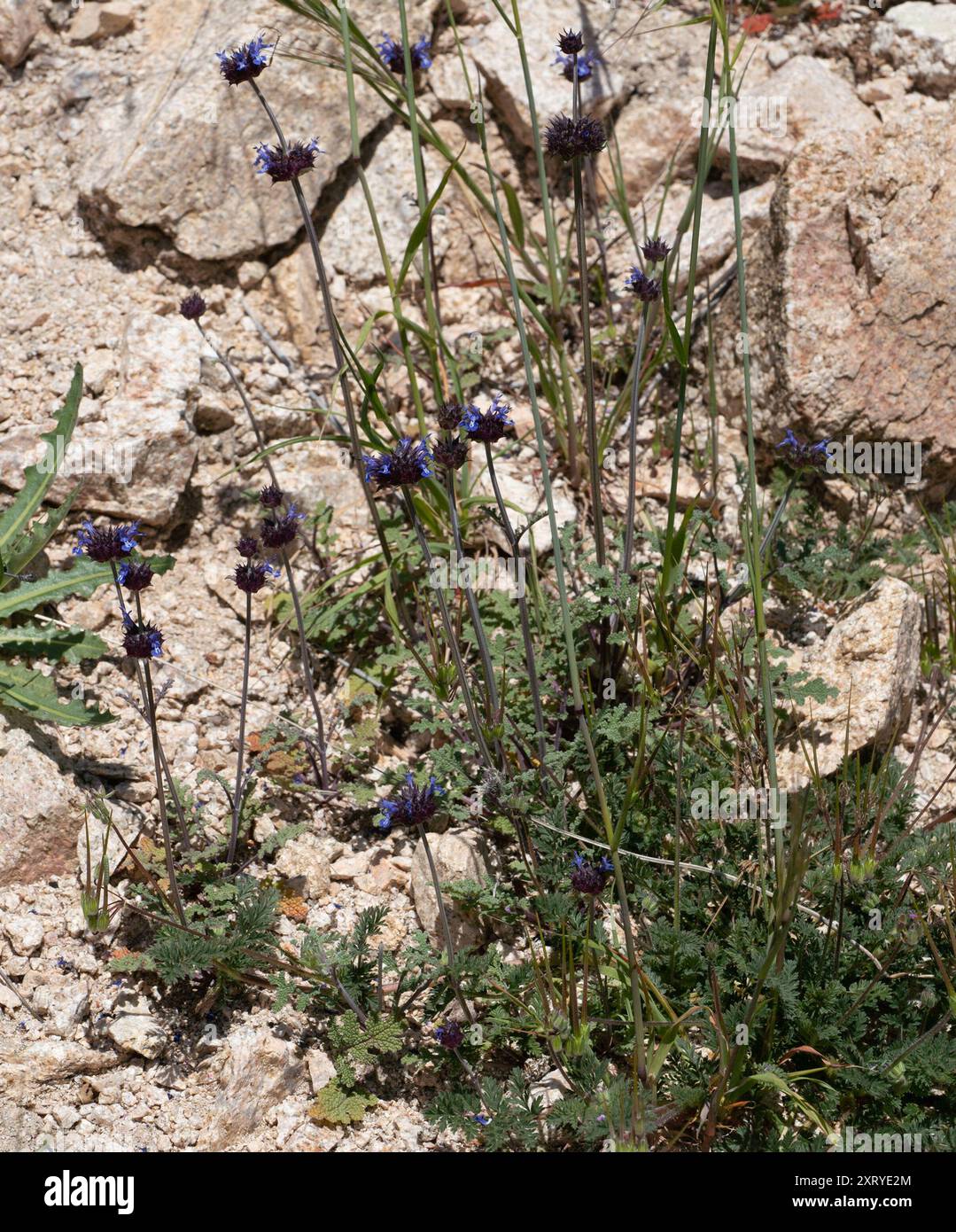 Chia (Salvia columbariae) Plantae Stock Photo - Alamy