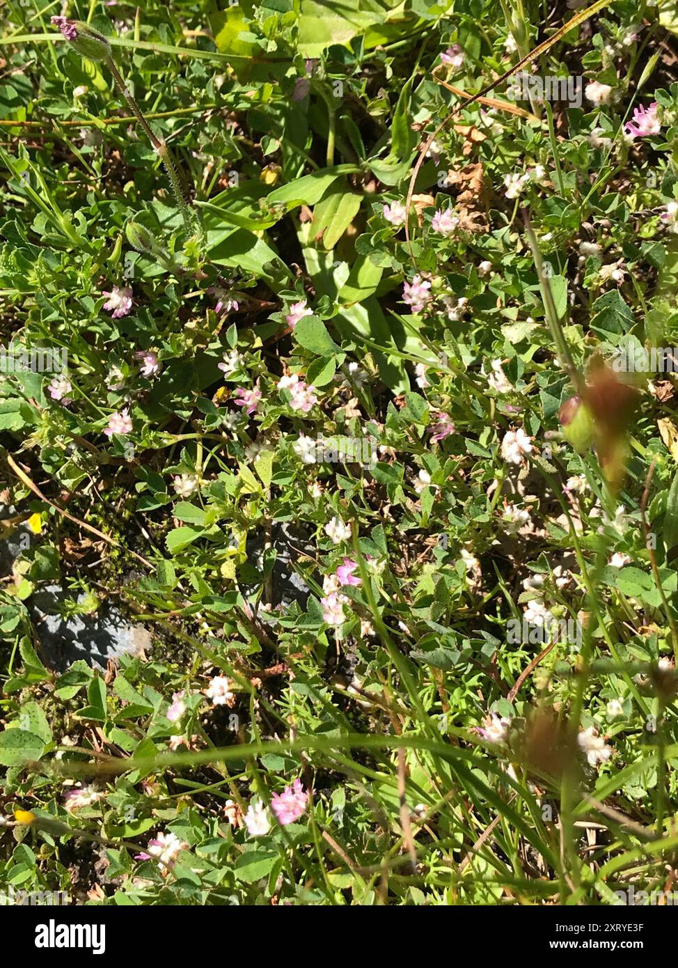 Reversed clover (Trifolium resupinatum) Plantae Stock Photo - Alamy