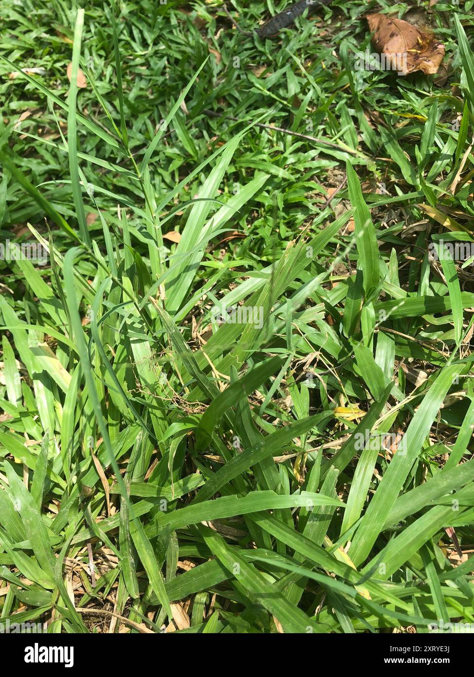Bermuda grass (Cynodon dactylon) Plantae Stock Photo - Alamy