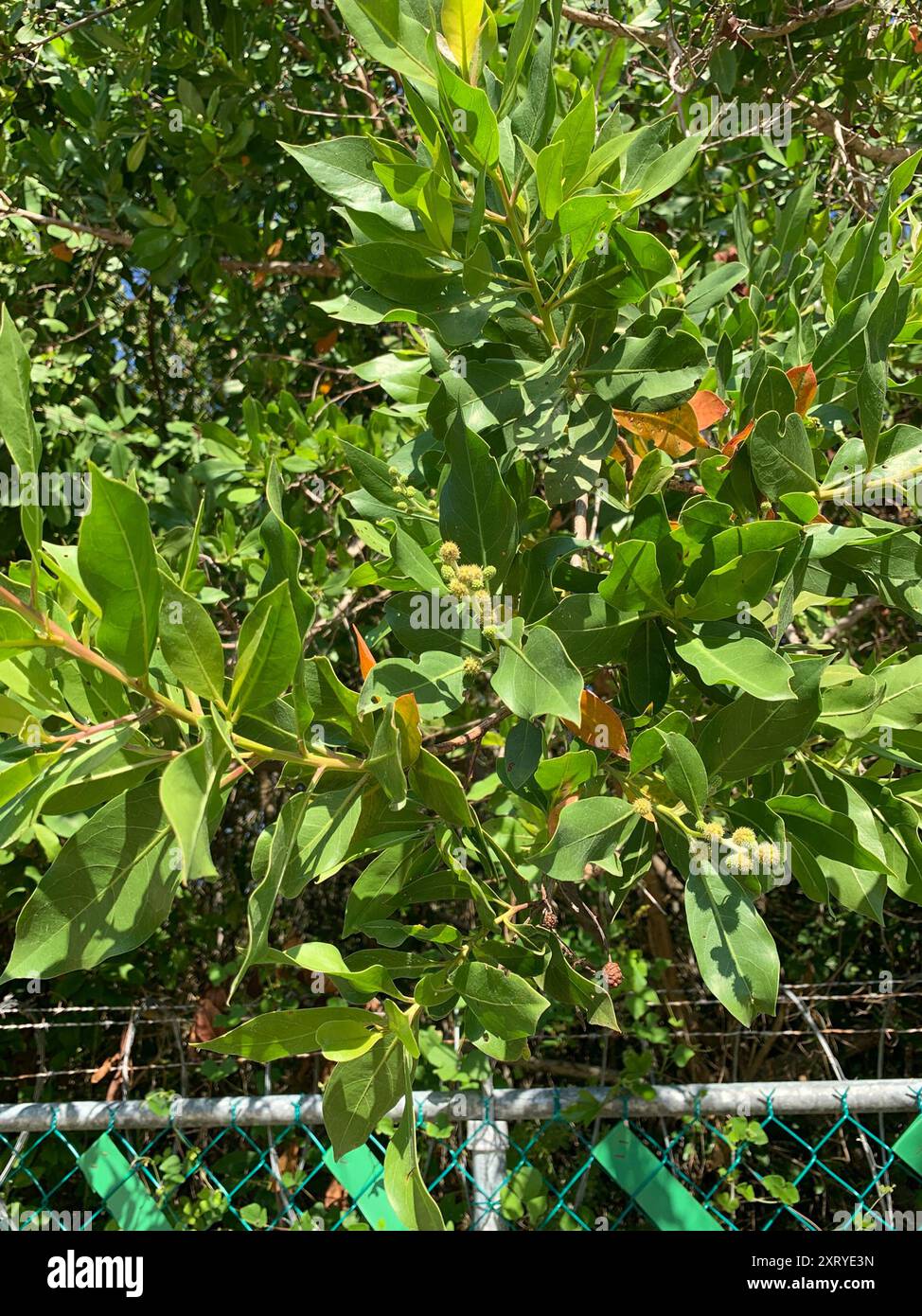 Green Buttonwood (Conocarpus erectus) Plantae Stock Photo - Alamy