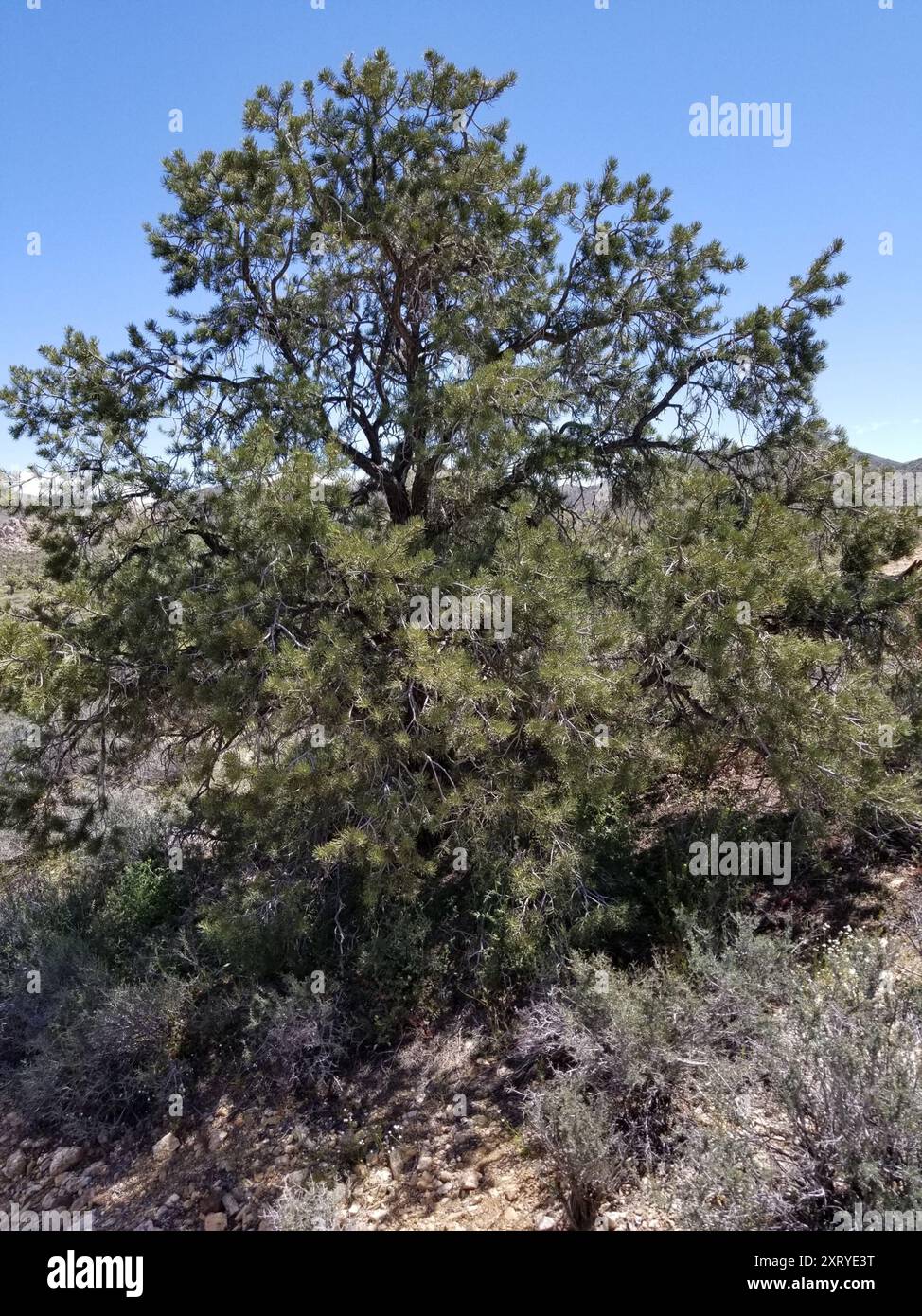 singleleaf pinyon (Pinus monophylla) Plantae Stock Photo - Alamy