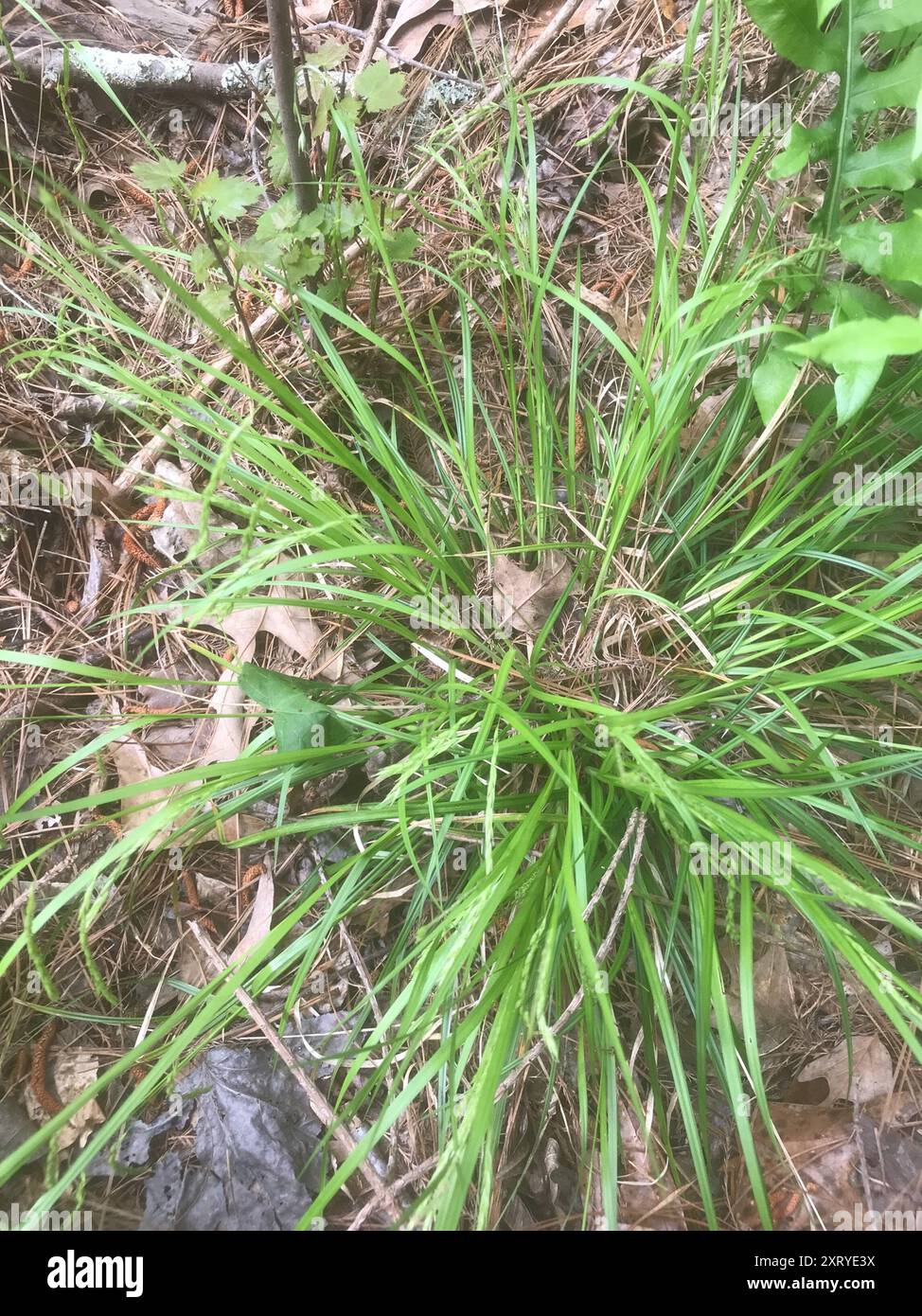 Darkgreen Sedge (Carex venusta) Plantae Stock Photo - Alamy