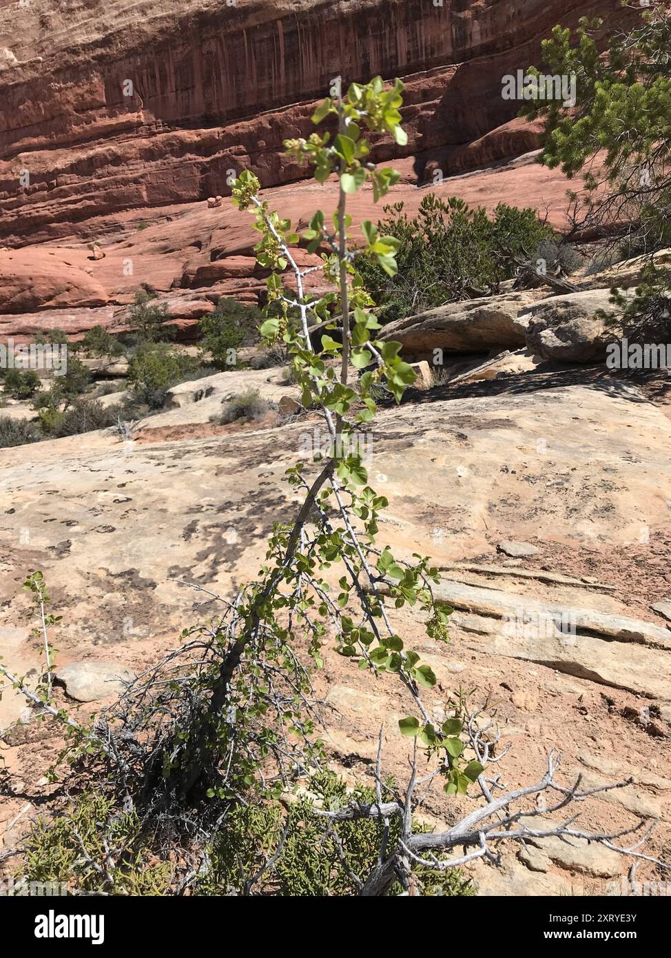 single-leaf ash (Fraxinus anomala) Plantae Stock Photo - Alamy