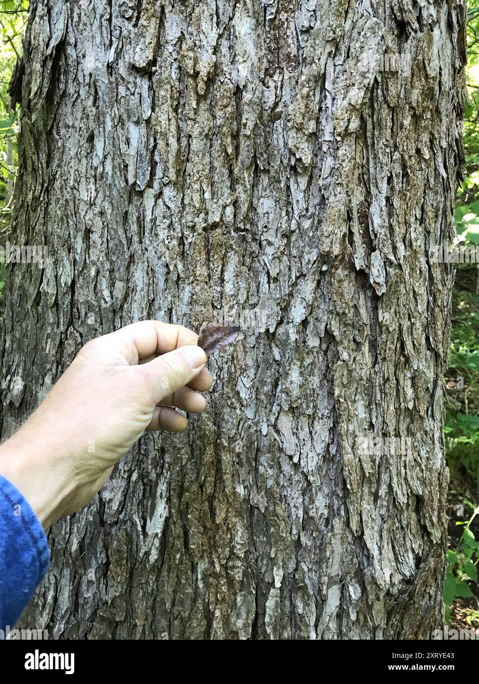 Cedar Elm (Ulmus crassifolia) Plantae Stock Photo - Alamy