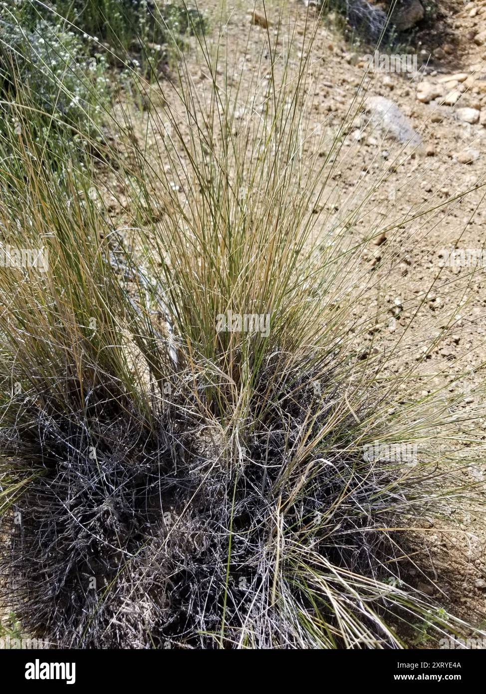 Desert Needlegrass (Pappostipa speciosa) Plantae Stock Photo - Alamy