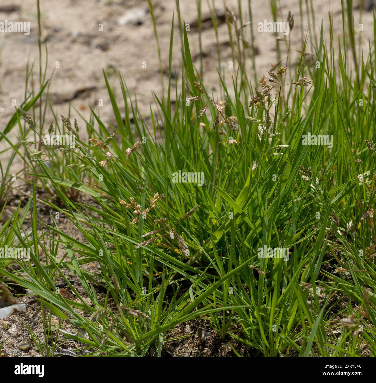 grasses (Poaceae) Plantae Stock Photo - Alamy