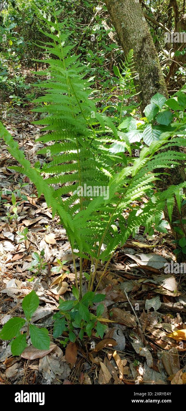 cinnamon fern (Osmundastrum cinnamomeum) Plantae Stock Photo - Alamy