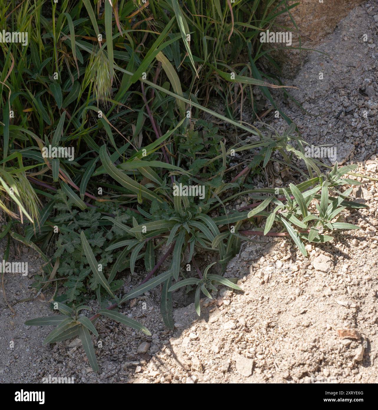 evening primrose family (Onagraceae) Plantae Stock Photo - Alamy