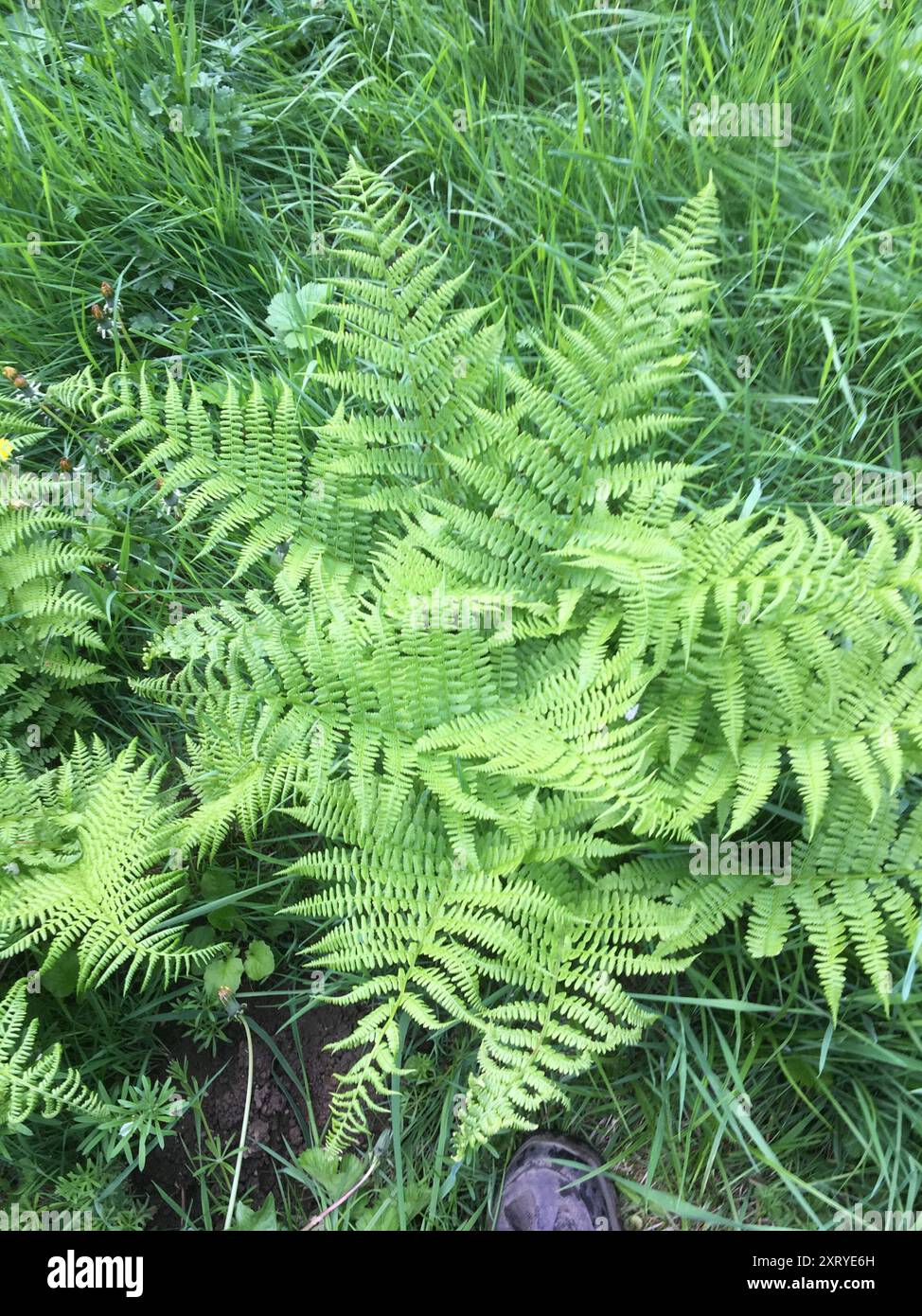 western lady fern (Athyrium filix-femina cyclosorum) Plantae Stock ...