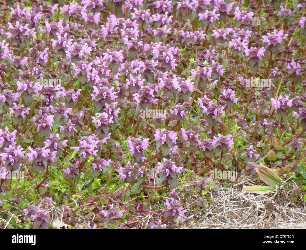 red deadnettle (Lamium purpureum) Plantae Stock Photo - Alamy