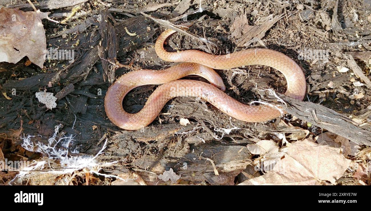 Eastern Worm Snake (Carphophis amoenus) Reptilia Stock Photo - Alamy