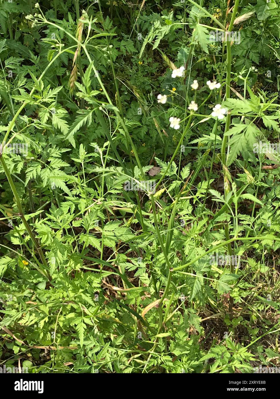common hedge parsley (Torilis arvensis) Plantae Stock Photo - Alamy