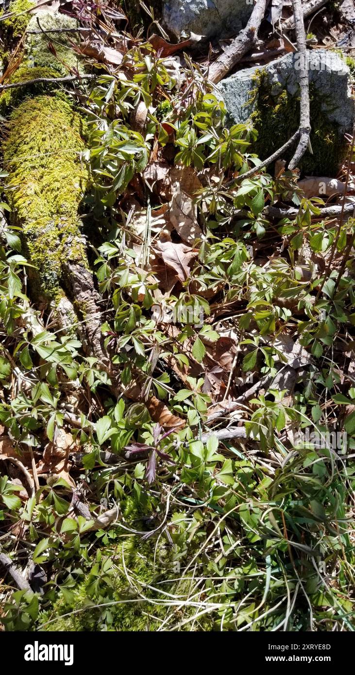 wood anemone (Anemonoides quinquefolia) Plantae Stock Photo - Alamy
