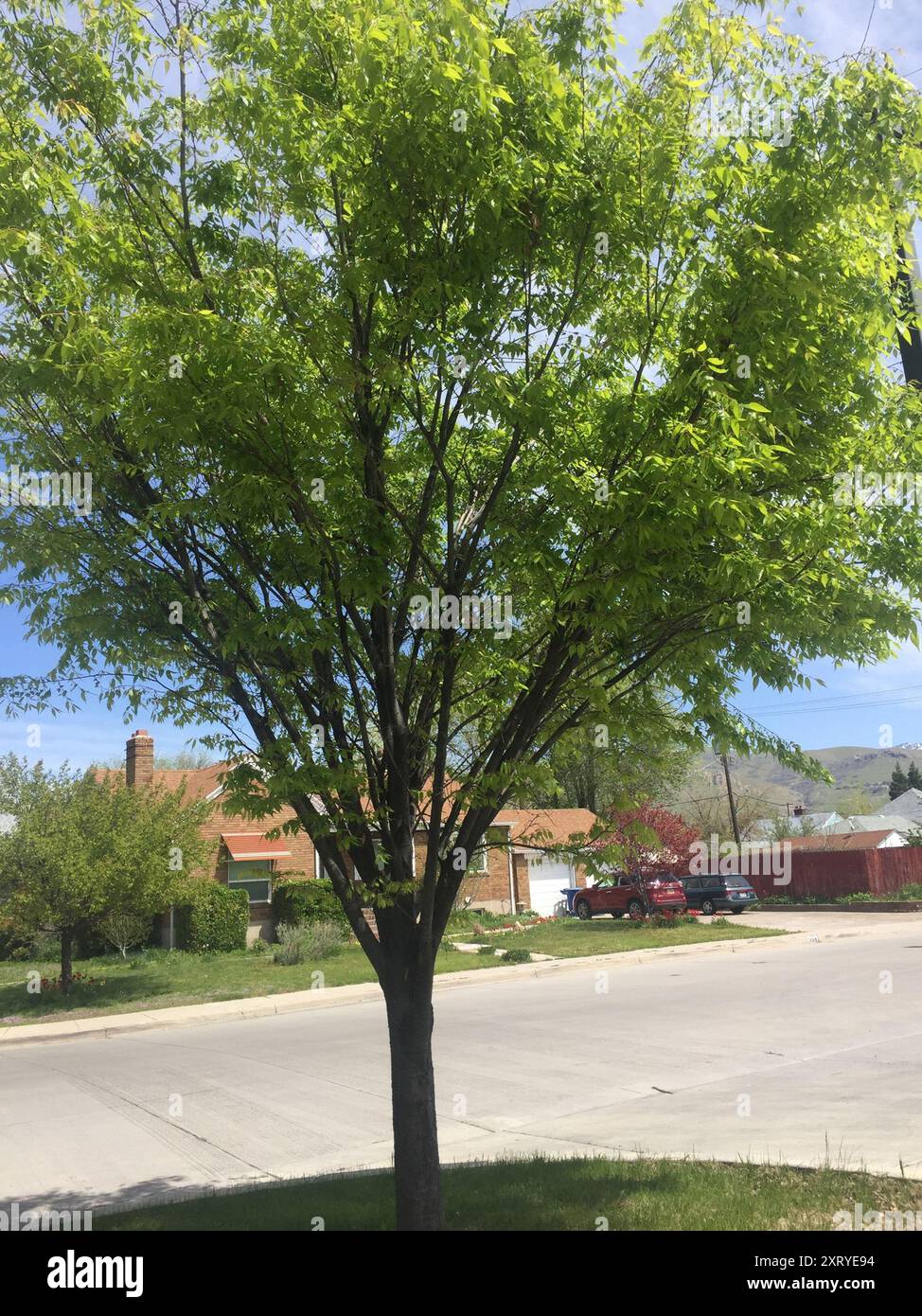 elm family (Ulmaceae) Plantae Stock Photo - Alamy