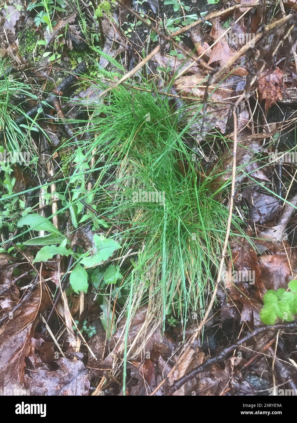 hard fescue (Festuca trachyphylla) Plantae Stock Photo - Alamy