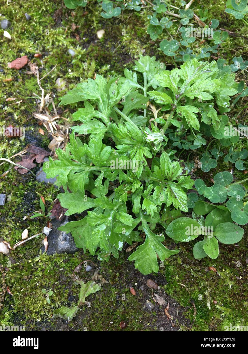 common mugwort (Artemisia vulgaris) Plantae Stock Photo - Alamy