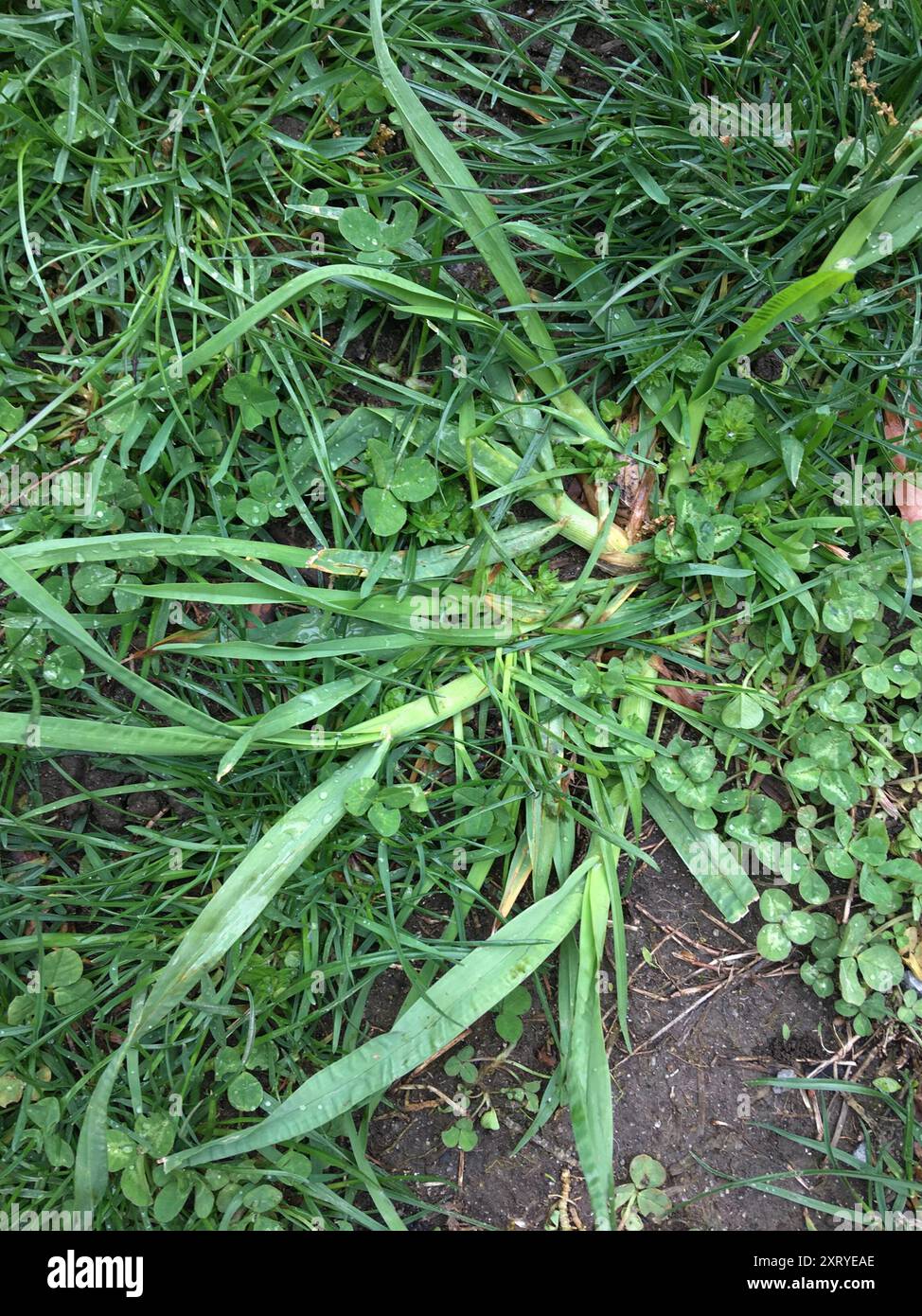Barnyard Grasses (Echinochloa) Plantae Stock Photo - Alamy