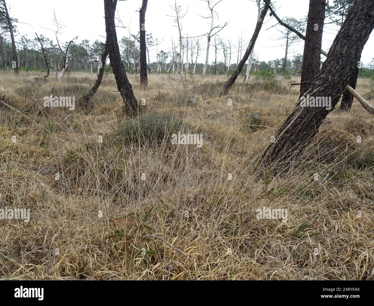 Purple moor grass (Molinia caerulea) Plantae Stock Photo - Alamy