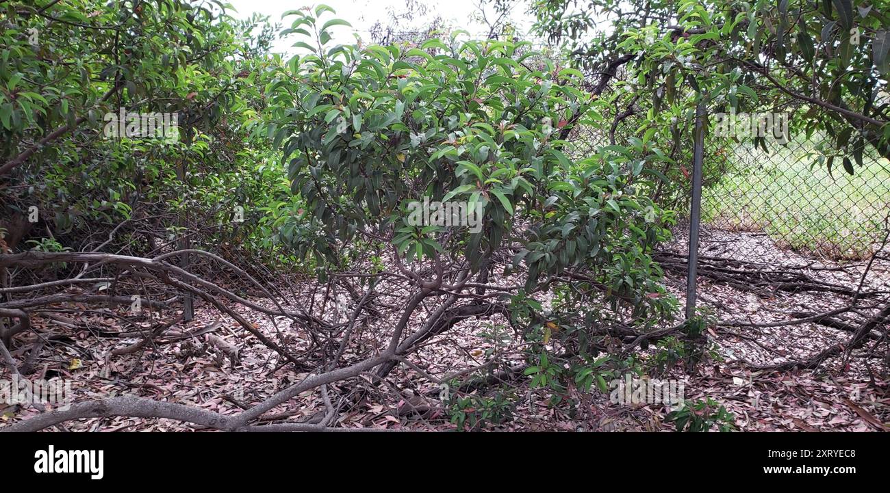 laurel sumac (Malosma laurina) Plantae Stock Photo - Alamy