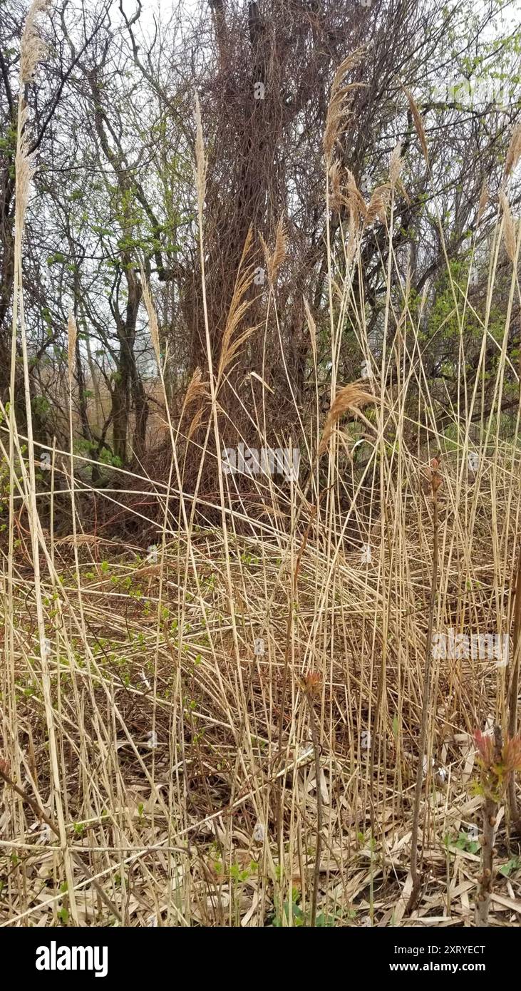 common reed (Phragmites australis) Plantae Stock Photo - Alamy