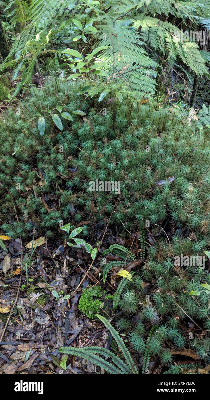 giant moss (Dawsonia superba) Plantae Stock Photo - Alamy