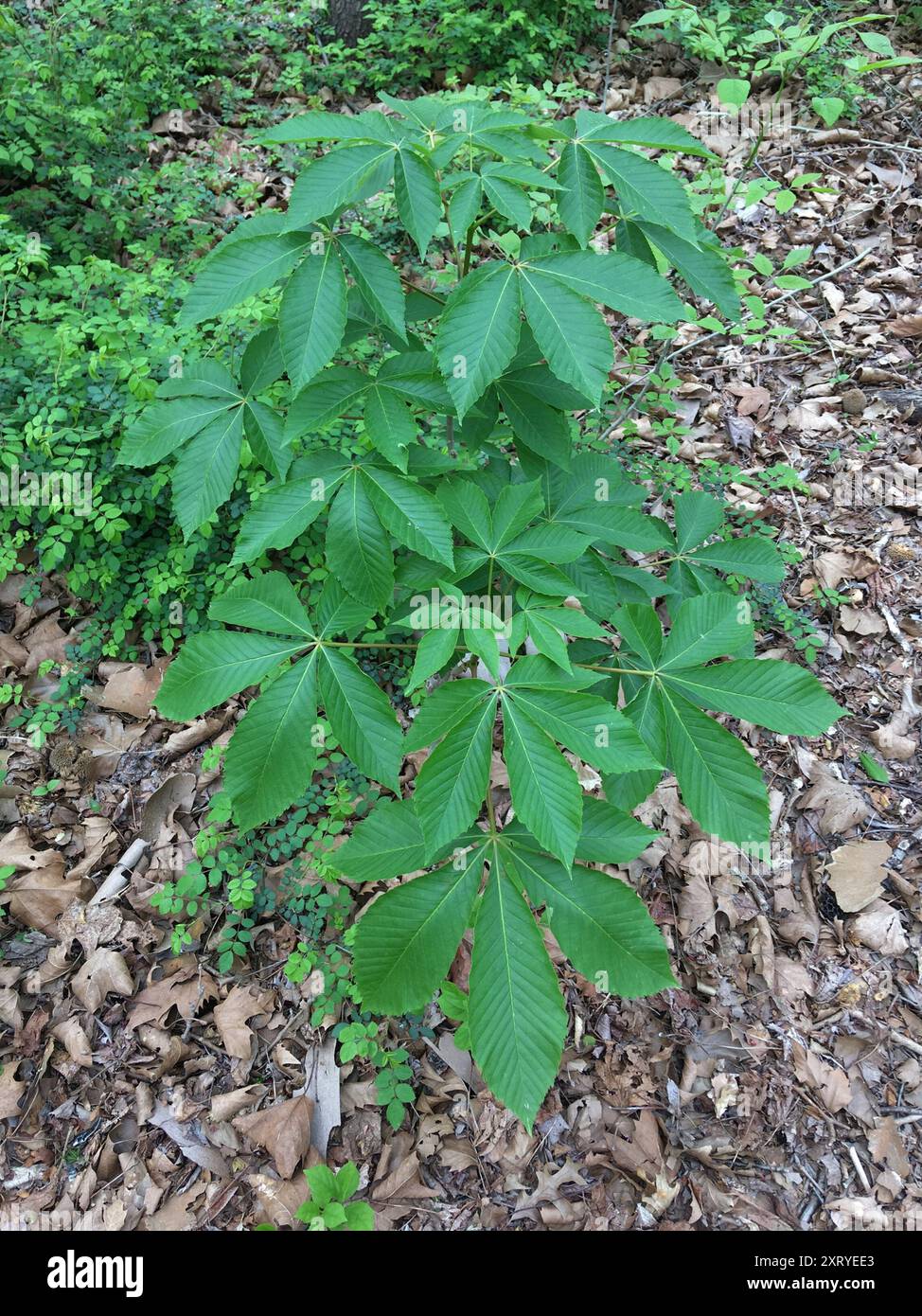 Ohio buckeye (Aesculus glabra) Plantae Stock Photo - Alamy