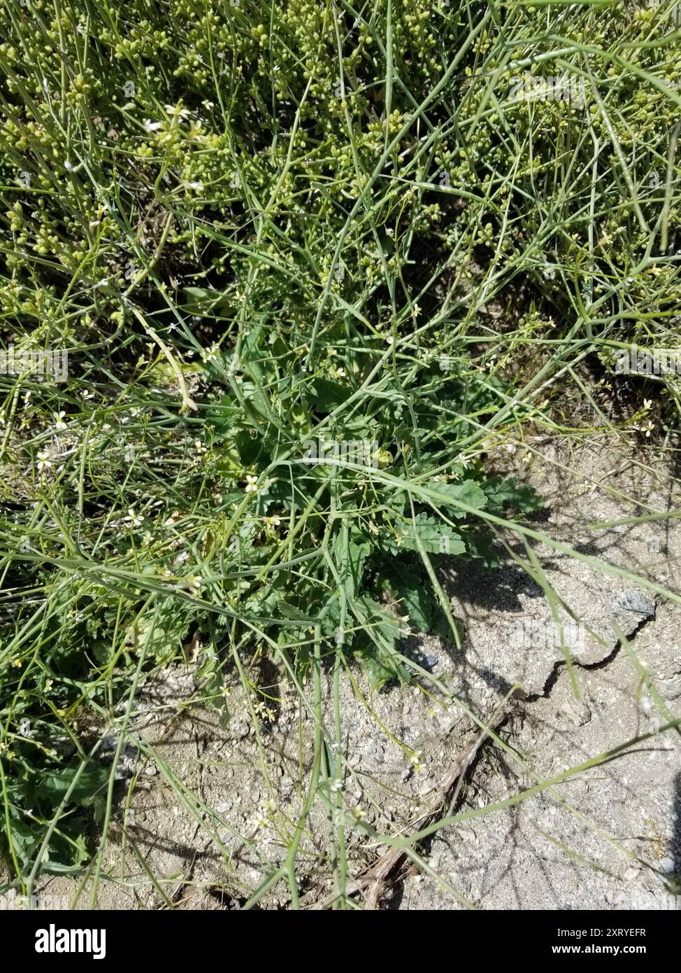 Saharan Mustard (Brassica tournefortii) Plantae Stock Photo - Alamy