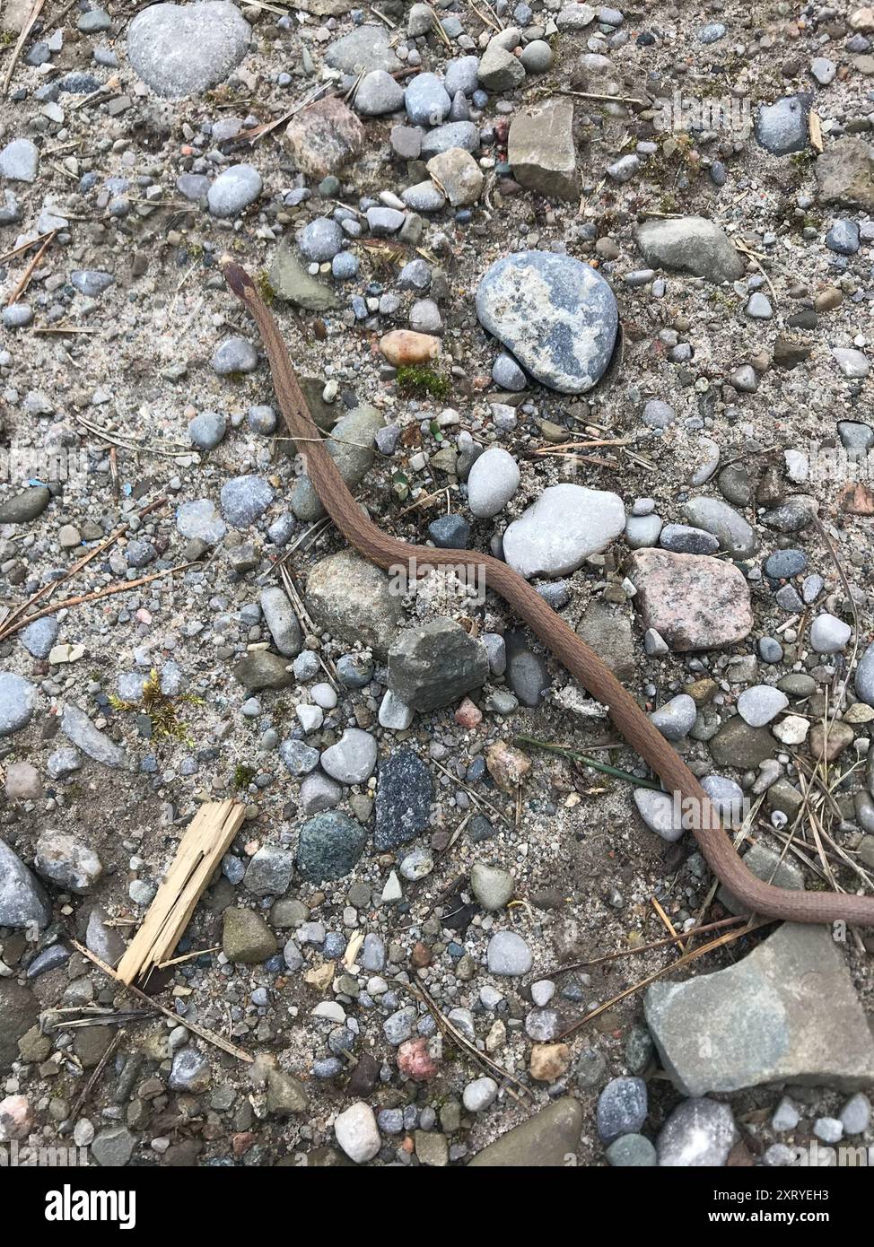 Northern Redbelly Snake (Storeria occipitomaculata occipitomaculata ...