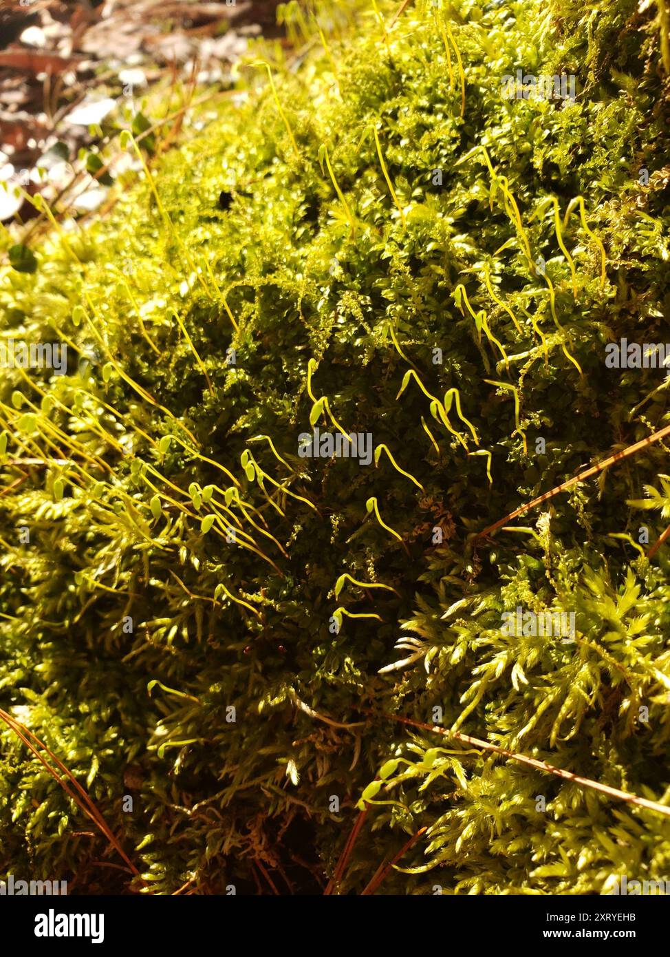 Thyme and Allied Mosses (Plagiomnium) Plantae Stock Photo - Alamy