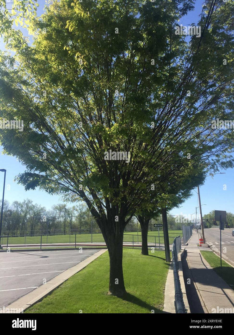 elm family (Ulmaceae) Plantae Stock Photo - Alamy