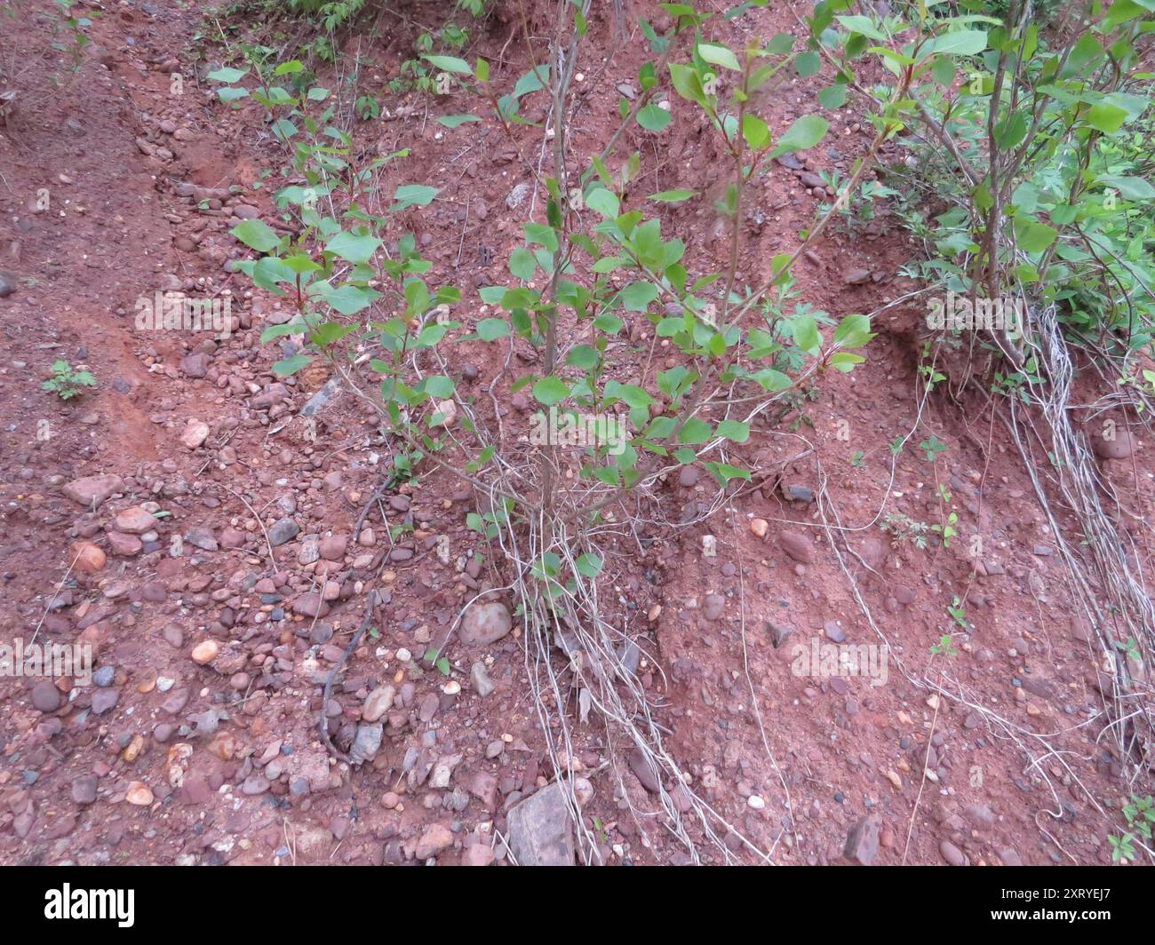 trembling aspen (Populus tremuloides) Plantae Stock Photo - Alamy