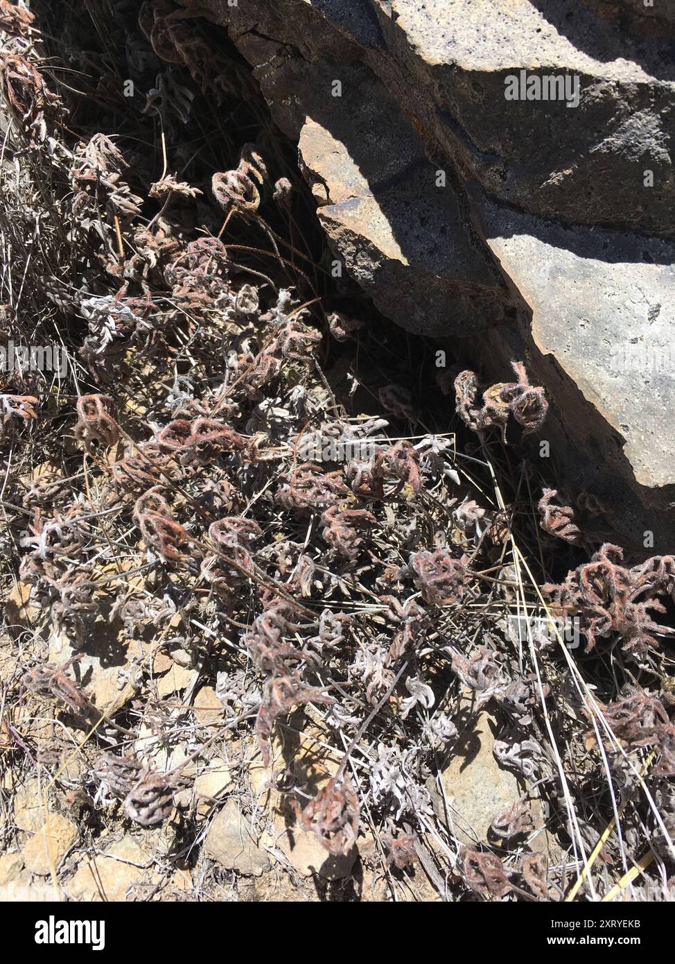 copper fern (Bommeria hispida) Plantae Stock Photo - Alamy