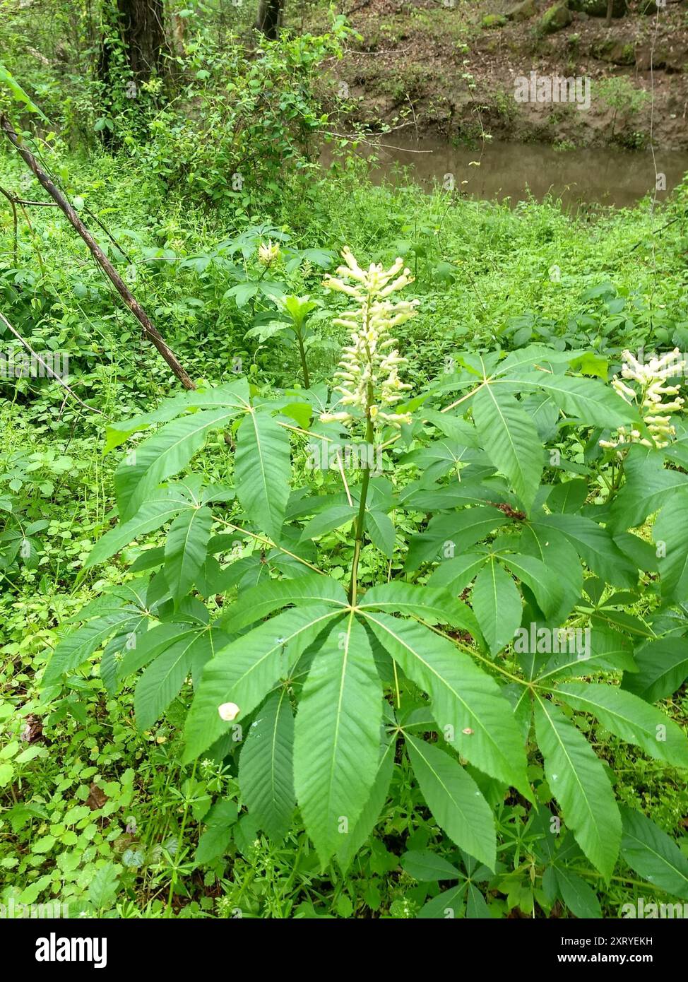 painted buckeye (Aesculus sylvatica) Plantae Stock Photo - Alamy