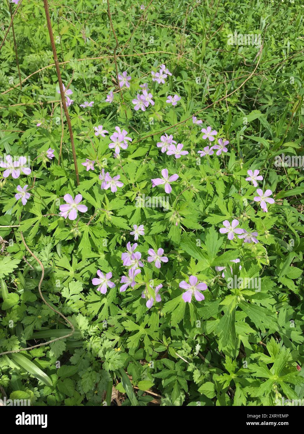 wild geranium (Geranium maculatum) Plantae Stock Photo - Alamy