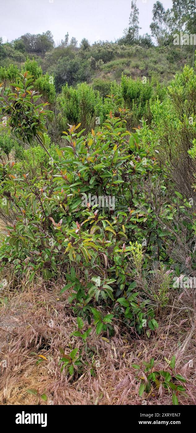 laurel sumac (Malosma laurina) Plantae Stock Photo - Alamy