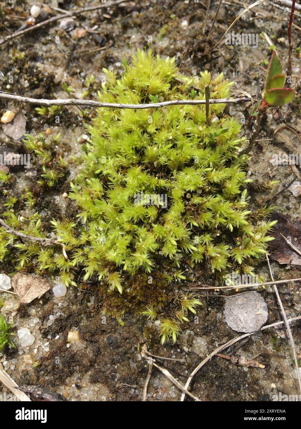 joint-toothed mosses (Bryopsida) Plantae Stock Photo - Alamy