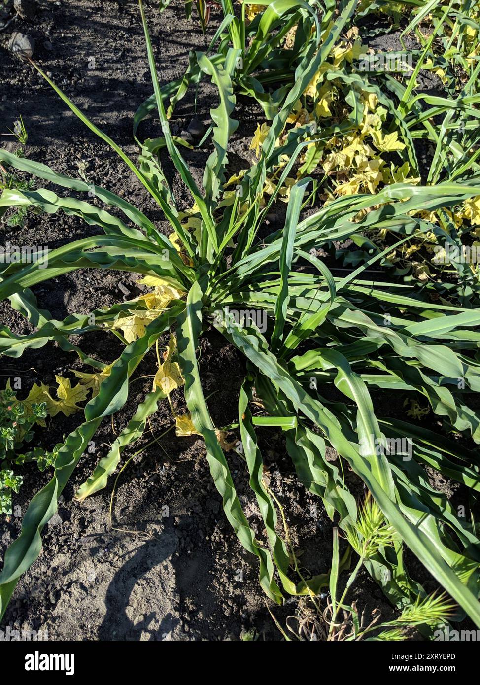 wavy-leafed soap plant (Chlorogalum pomeridianum) Plantae Stock Photo ...