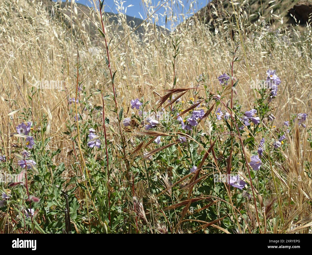 purple nightshade (Solanum xanti) Plantae Stock Photo - Alamy