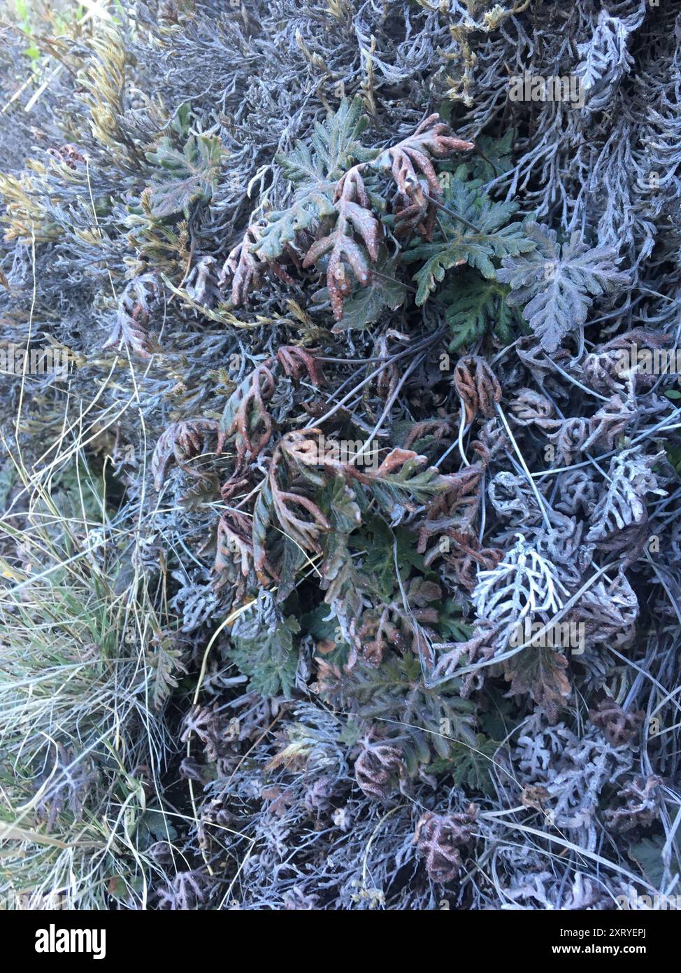 copper fern (Bommeria hispida) Plantae Stock Photo - Alamy