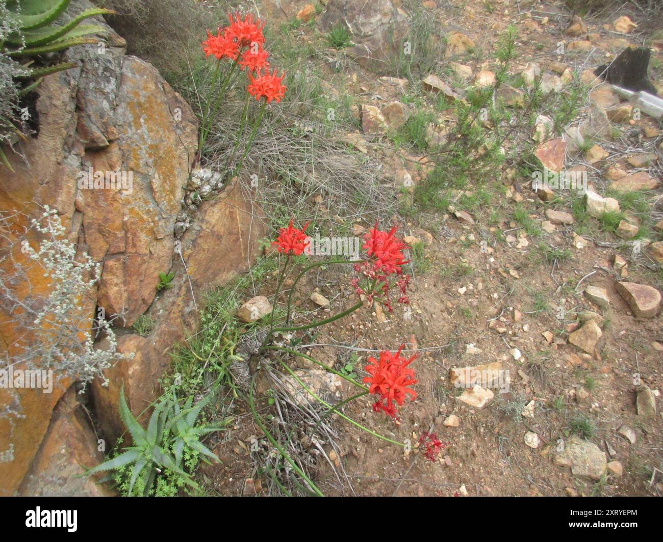 Guernsey lily nerine sarniensis hi-res stock photography and images - Alamy