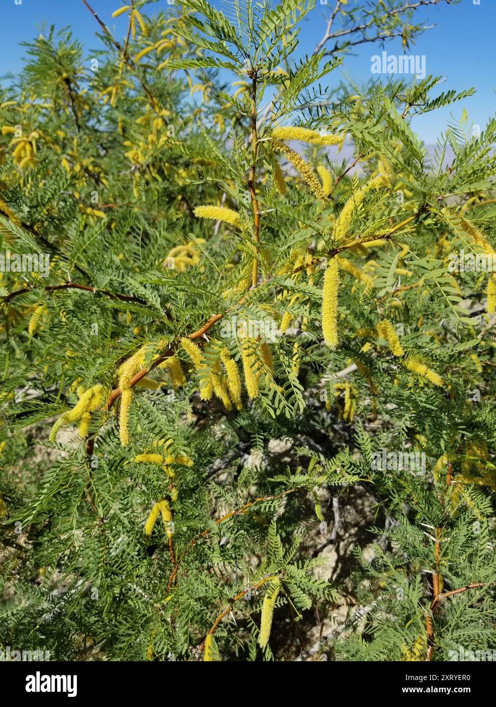mesquites (Neltuma) Plantae Stock Photo - Alamy
