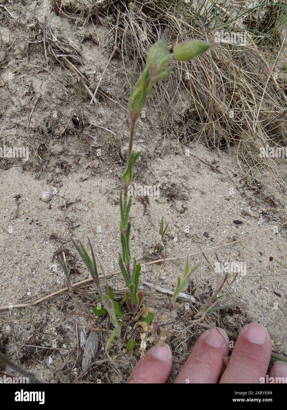 Sand Catchfly (Silene conica) Plantae Stock Photo - Alamy