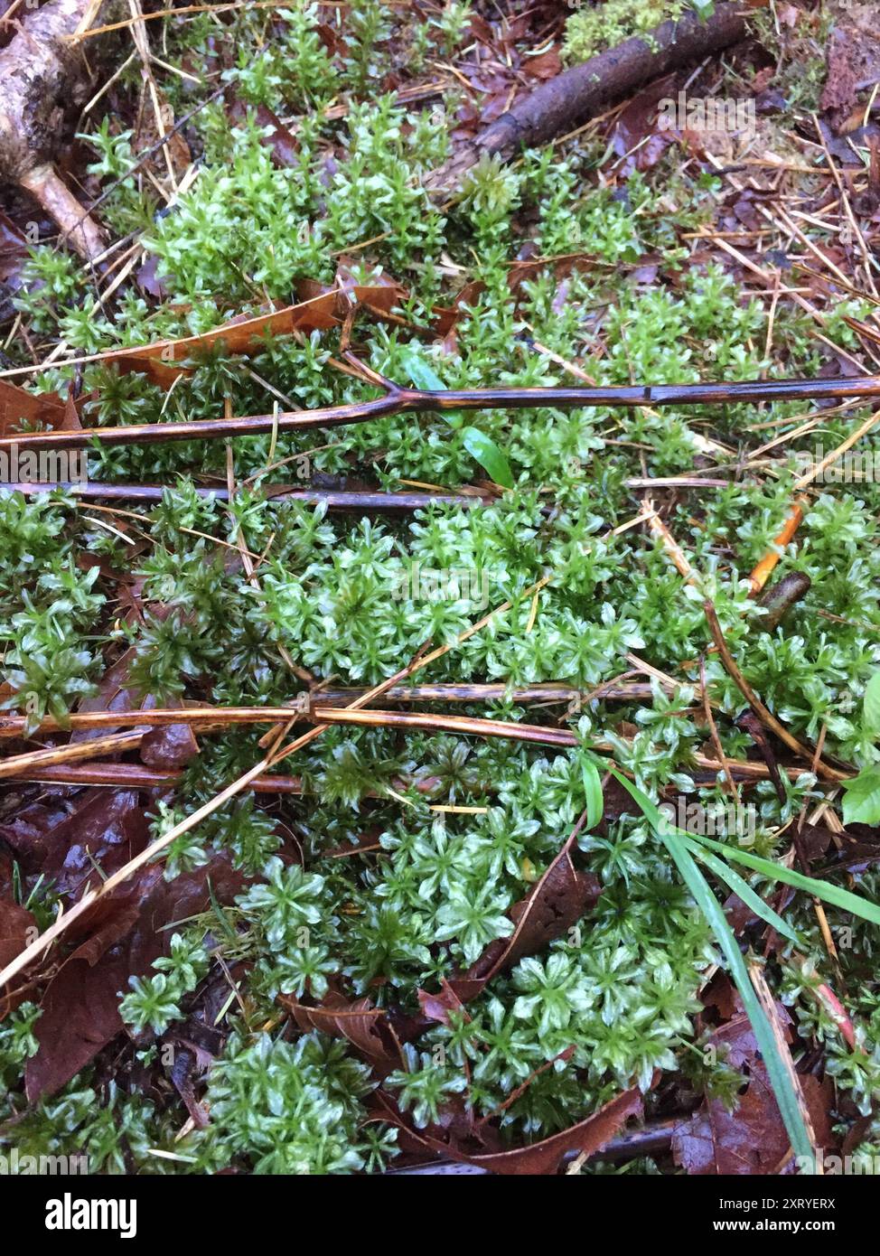 Badge Moss (Plagiomnium insigne) Plantae Stock Photo - Alamy