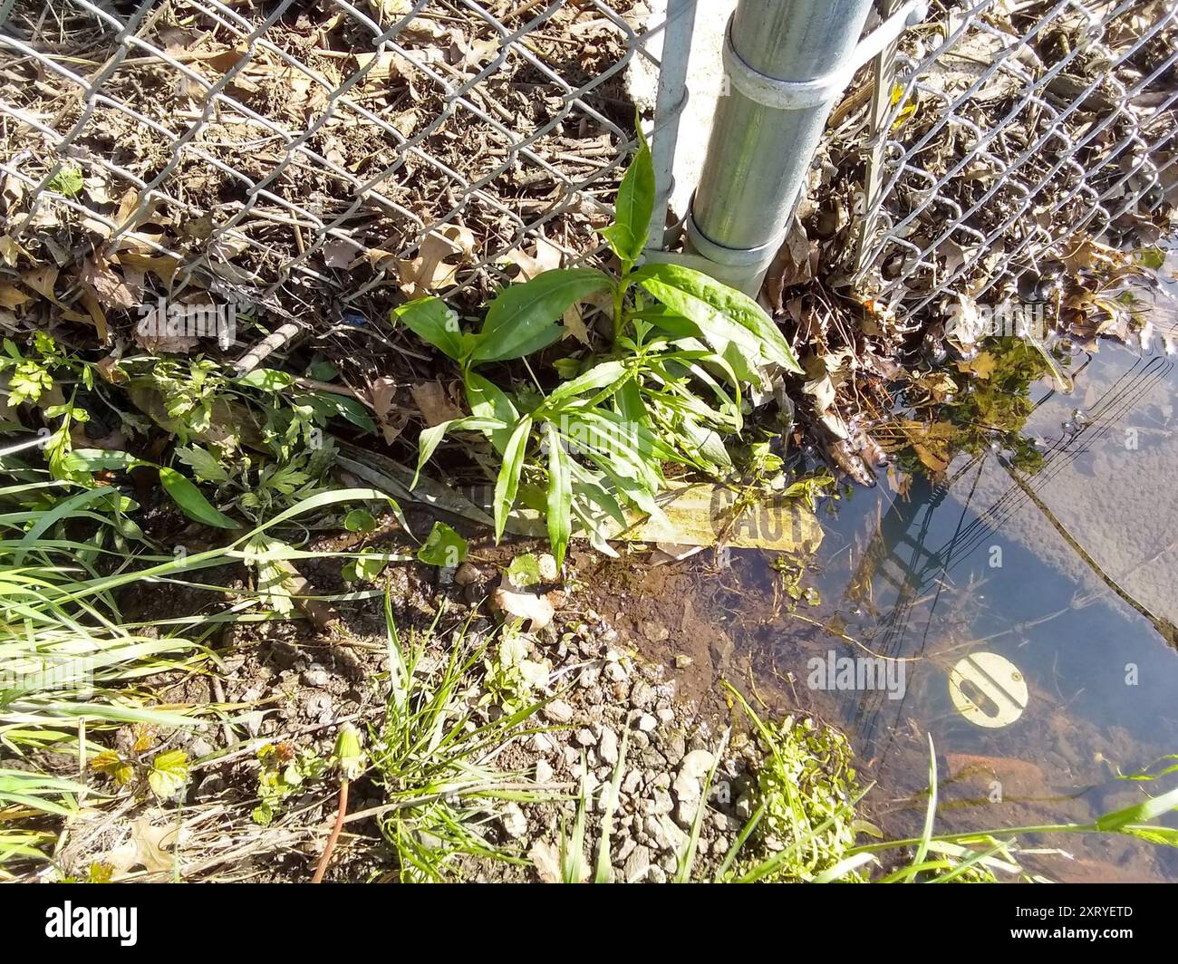 plants (Plantae) Plantae Stock Photo - Alamy
