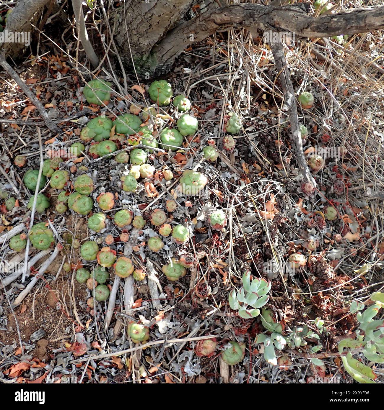 Rock Stonecrop (Crassula orbicularis) Plantae Stock Photo - Alamy