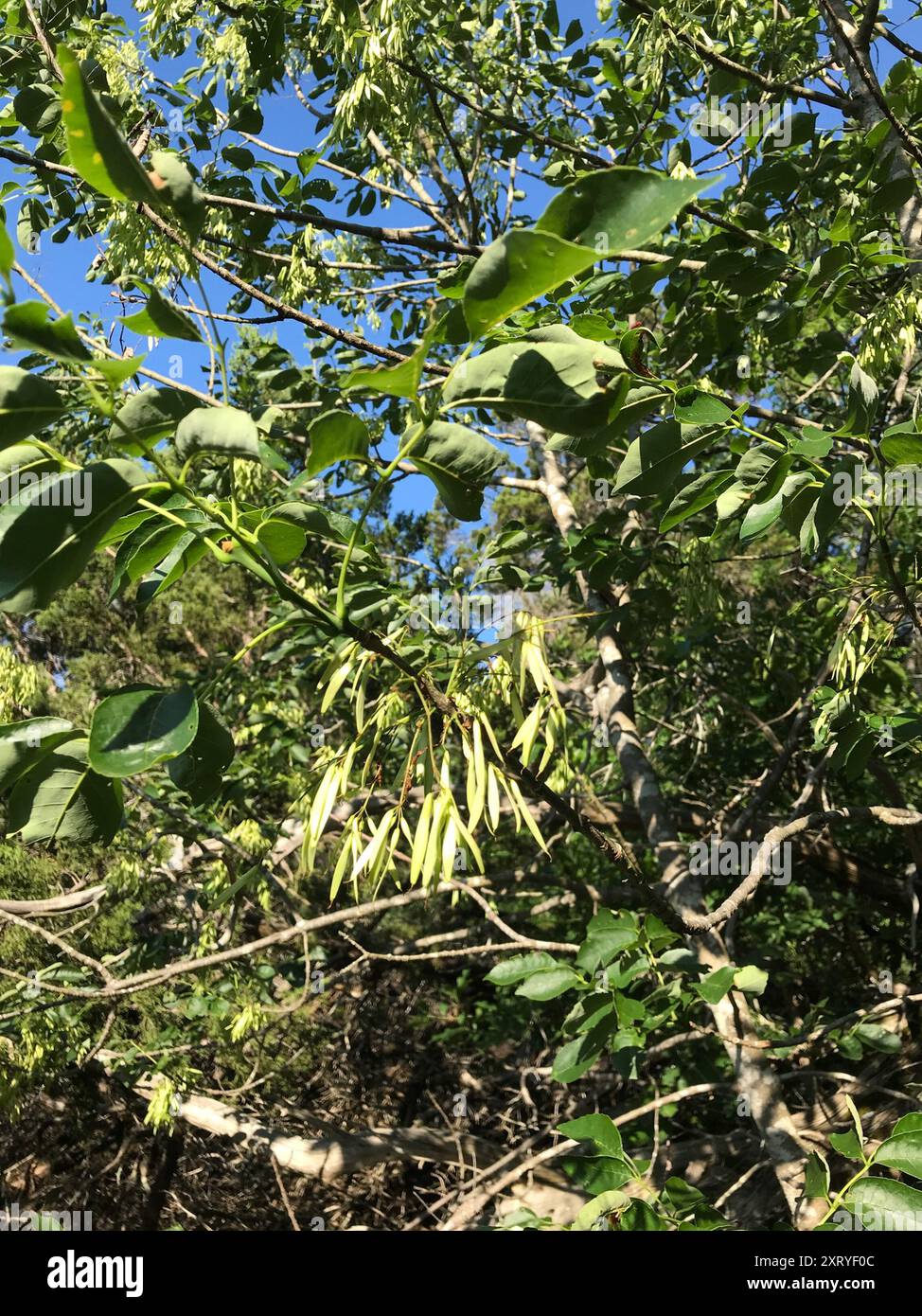 Texas ash (Fraxinus albicans) Plantae Stock Photo - Alamy