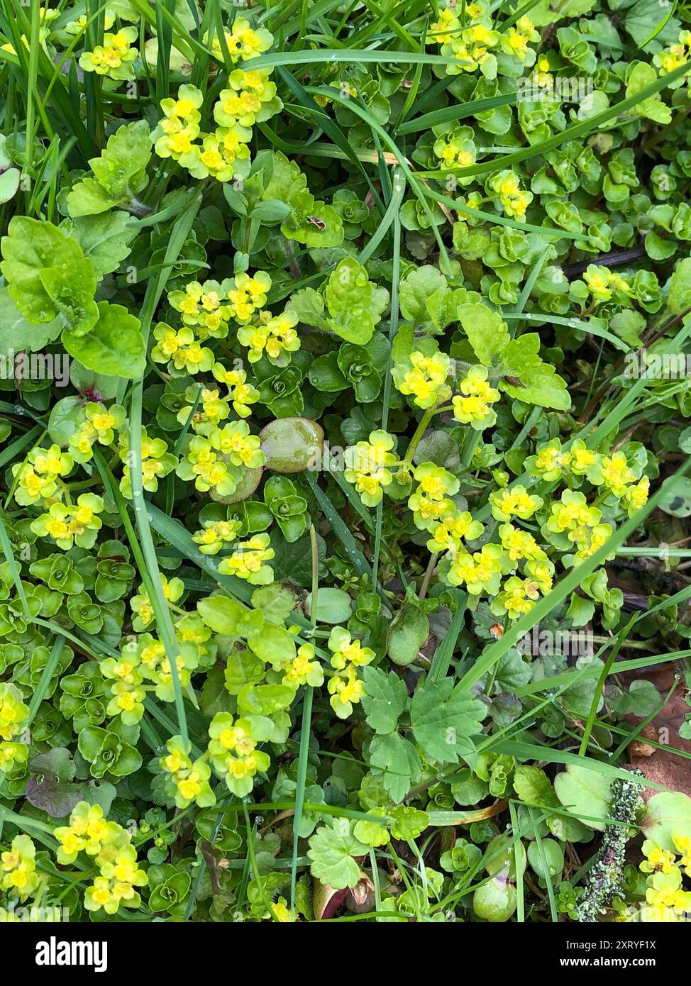 Opposite-leaved Golden-saxifrage (Chrysosplenium oppositifolium ...