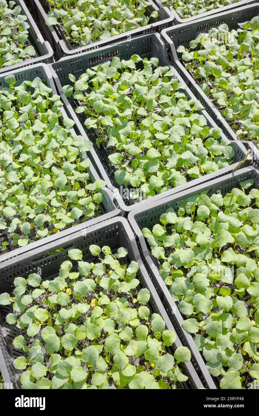 Seedling box hi-res stock photography and images - Alamy