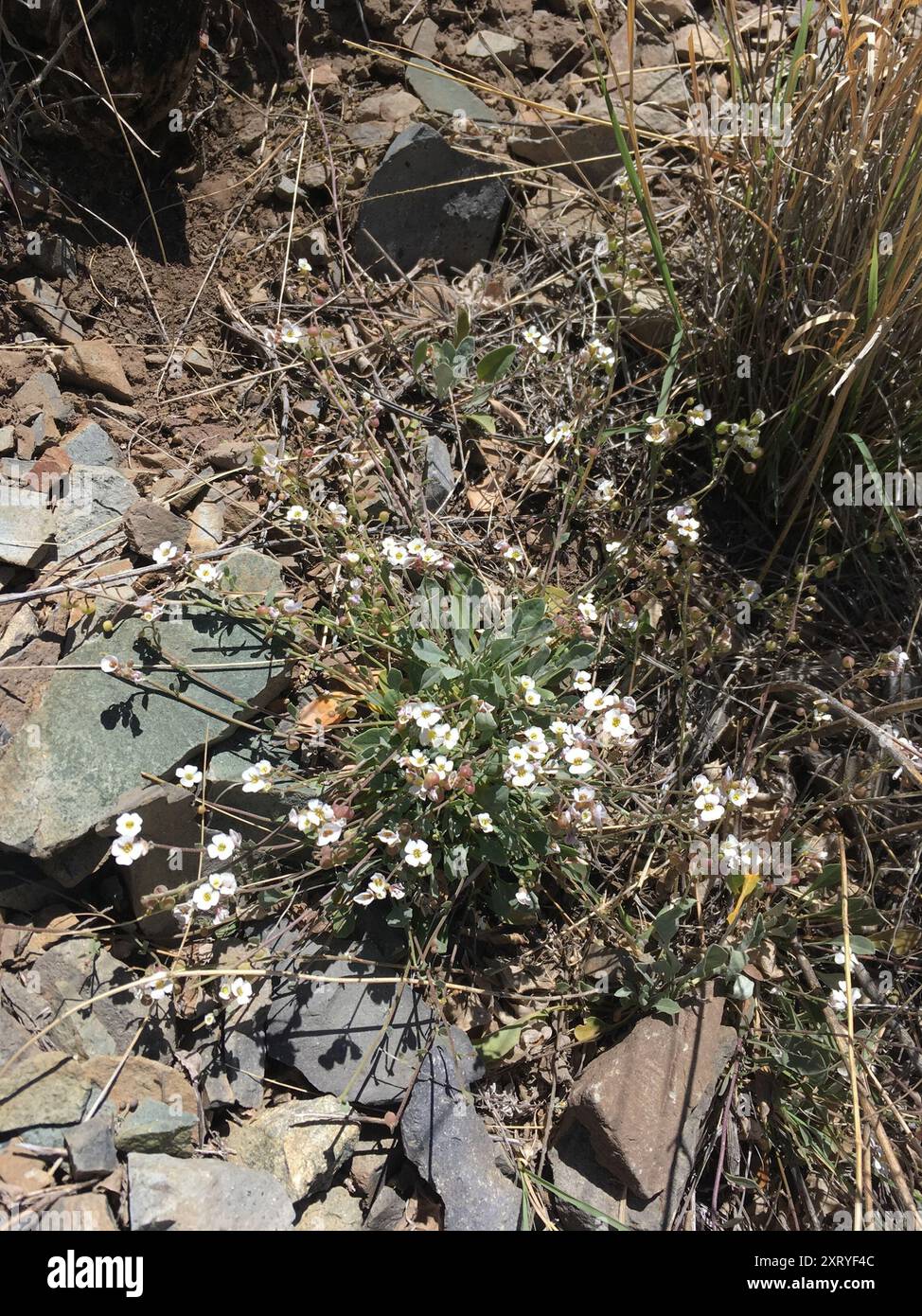 white bladderpod (Physaria purpurea) Plantae Stock Photo - Alamy