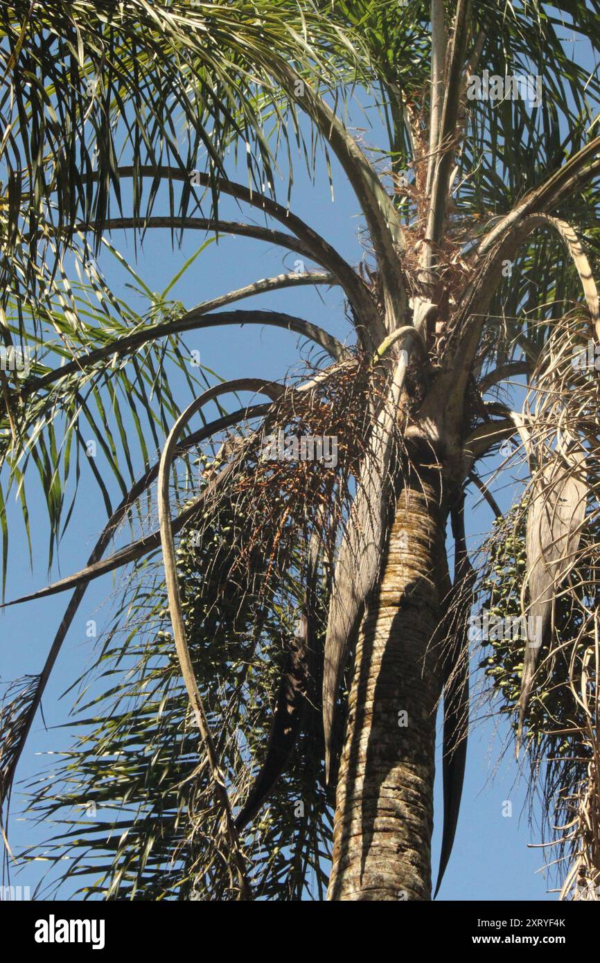 Queen palm (Syagrus romanzoffiana) Plantae Stock Photo - Alamy